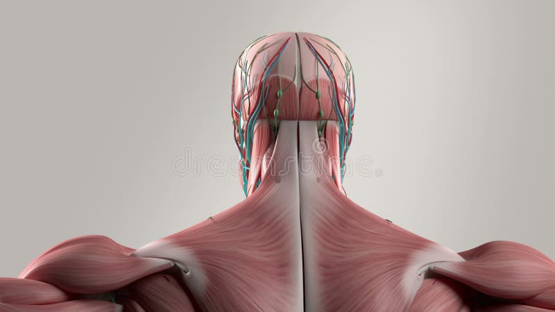 Human Anatomy Anatomy. Abdominal Rotation Showing Different Layers of ...