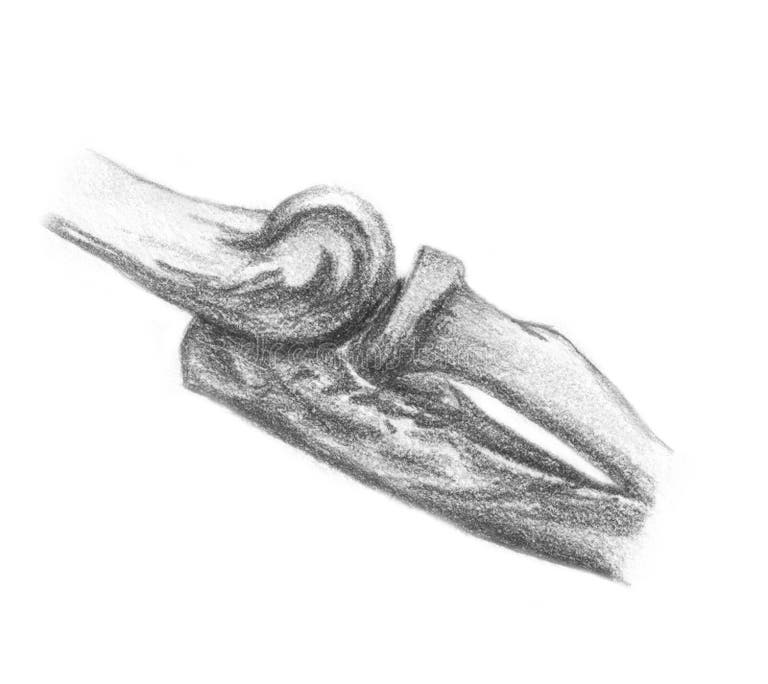 Human Anatomy - Articulation of the Elbow Stock Illustration ...