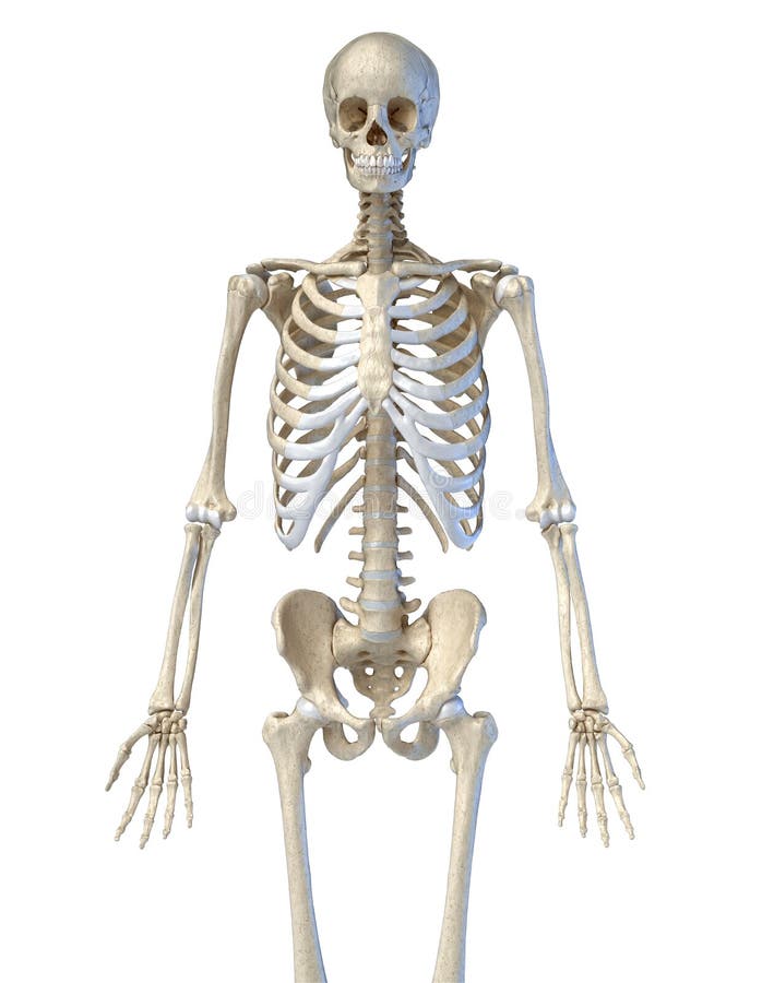 Human Anatomy, Bone Skeleton Viewed from the Back Stock Illustration ...