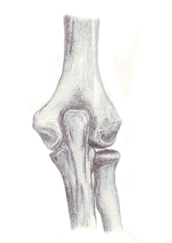 Human Elbow Anatomy Stock Illustrations – 5,254 Human Elbow Anatomy ...
