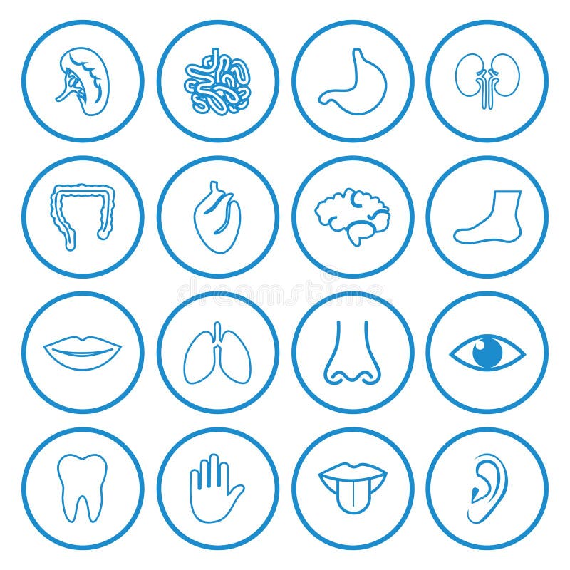 Human Anatomy Icon Vector Design Symbol Stock Vector - Illustration of ...