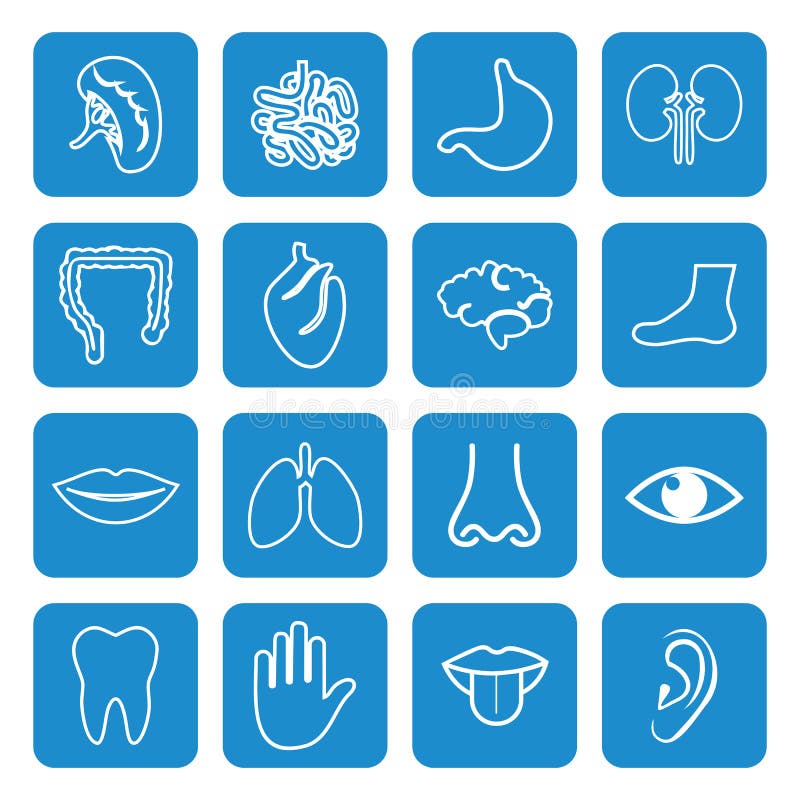 Human Anatomy Icon Vector Design Symbol Stock Vector - Illustration of ...