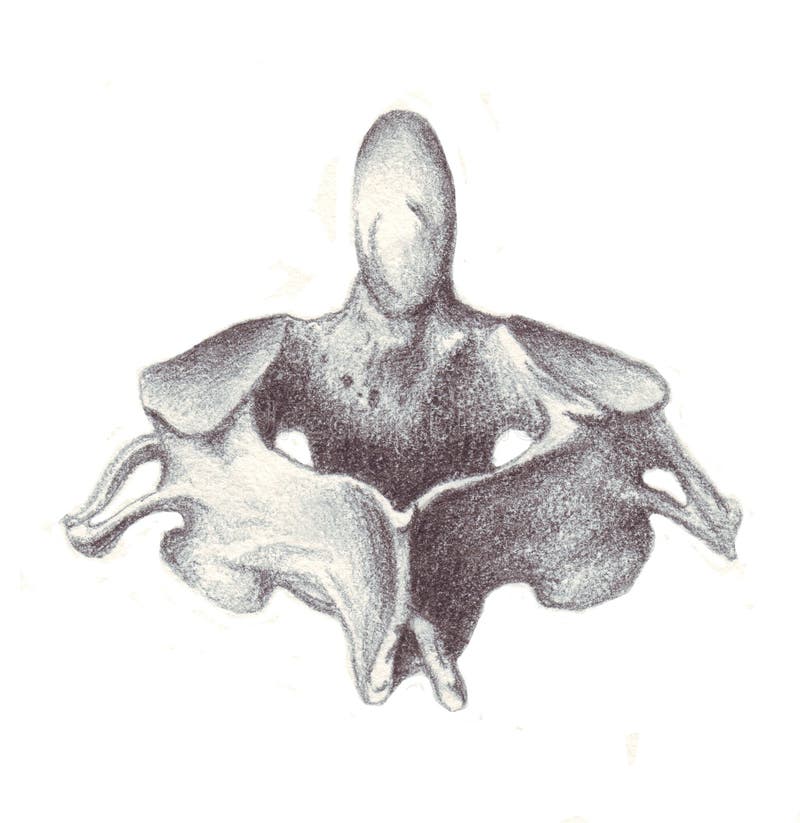 Human Anatomy - Cervical Vertebra Stock Illustration - Illustration of ...