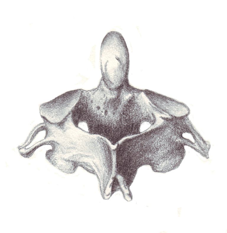 Cervical Bone Stock Illustrations – 5,511 Cervical Bone Stock ...