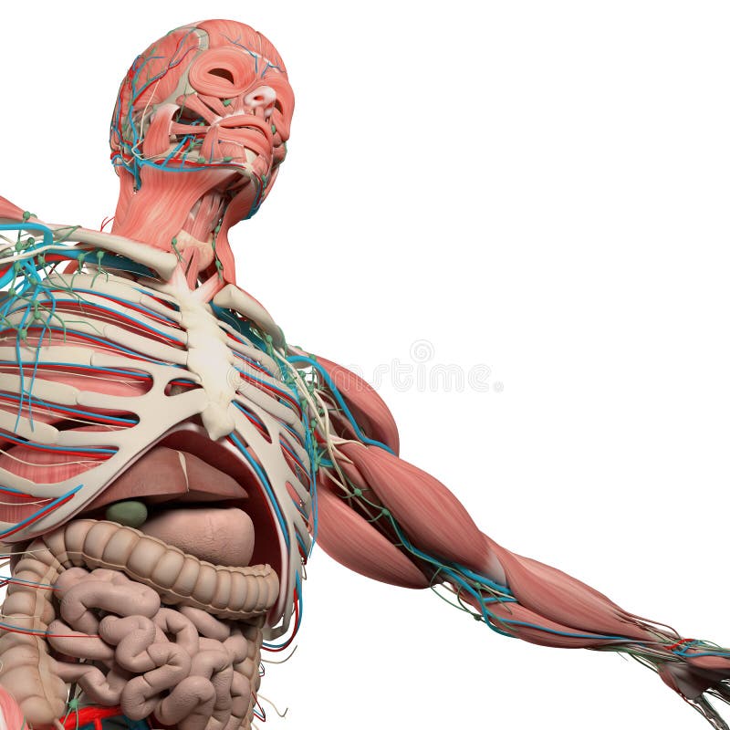 Human Anatomy Chest, Torso, Muscle, Intestine.on Plain White Studio ...