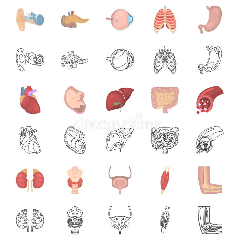Human Anatomy Color and Line Icons Set Stock Illustration ...