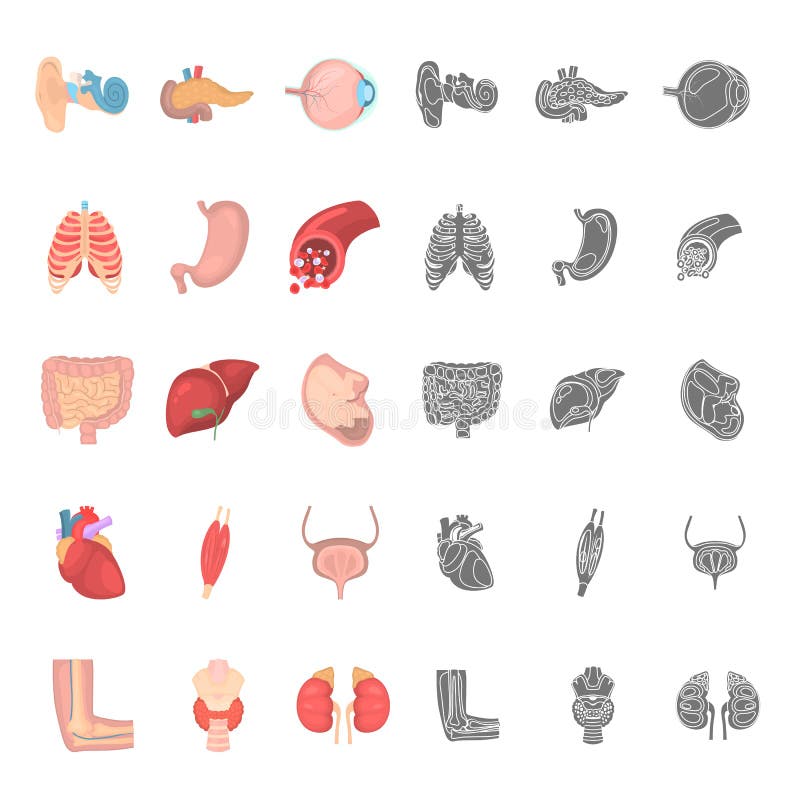 Anatomy Color Stock Illustrations – 49,150 Anatomy Color Stock ...