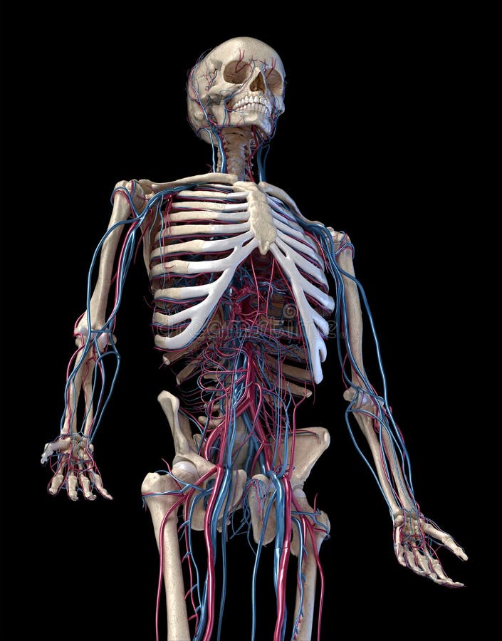 Human Skeleton Front Side View Stock Illustrations – 332 Human Skeleton ...