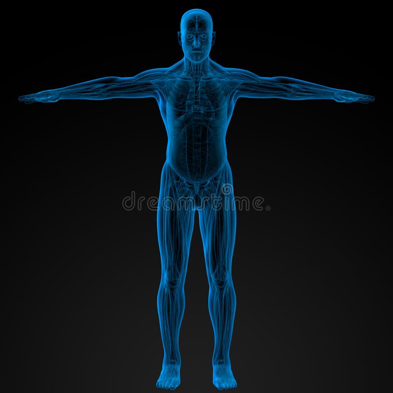 Human body stock illustration. Illustration of arthritis - 12382202