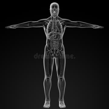 Human Anatomy Front View Stock Illustrations – 4,453 Human Anatomy ...