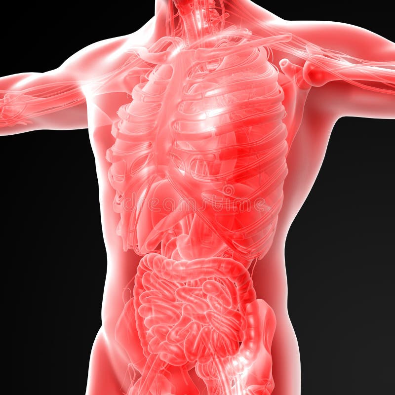 Anatomy of Human Body Internal Structure Stock Illustration ...