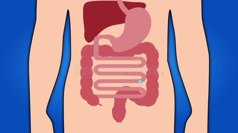 Human Anatomy Digestive System Animation Stock Video - Video of ...