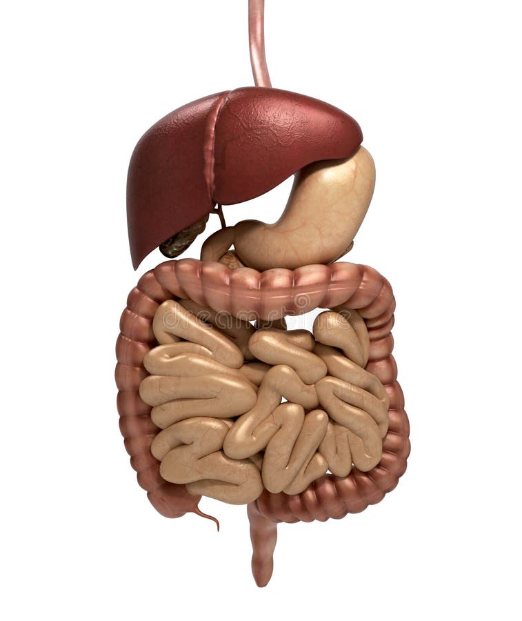 Human Anatomy Digestive System Cutaway, Including Mouth. the Oth Stock ...