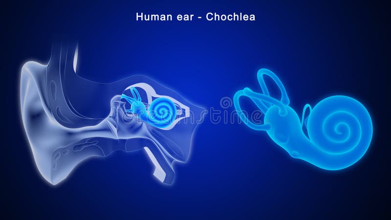 Human Ear - Inner Ear Parts - Eardrum or Tympanic Membrane Stock ...
