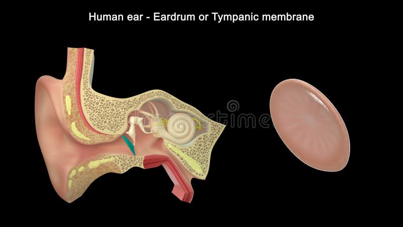 Tympanic Membrane Anatomy