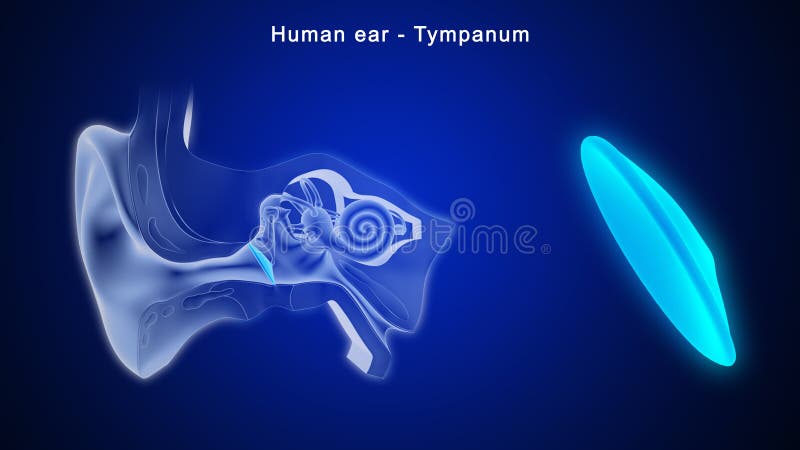 Human Ear - Inner Ear Parts - Eardrum or Tympanic Membrane Stock ...