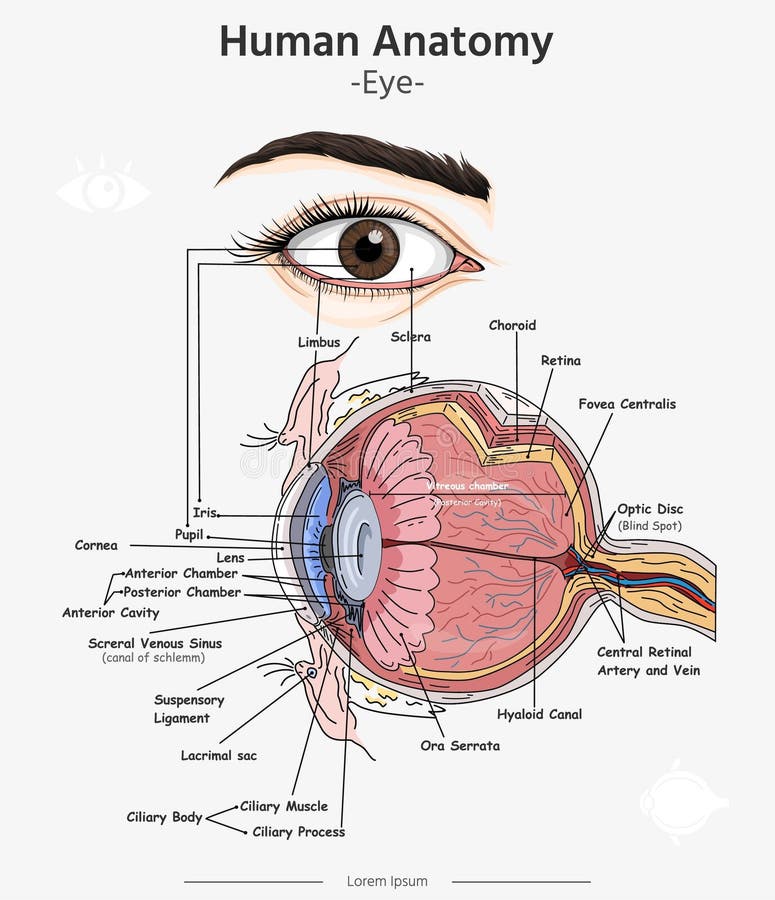 Human Anatomy - Eye Anatomy Vector Illustration with Text Stock Vector ...
