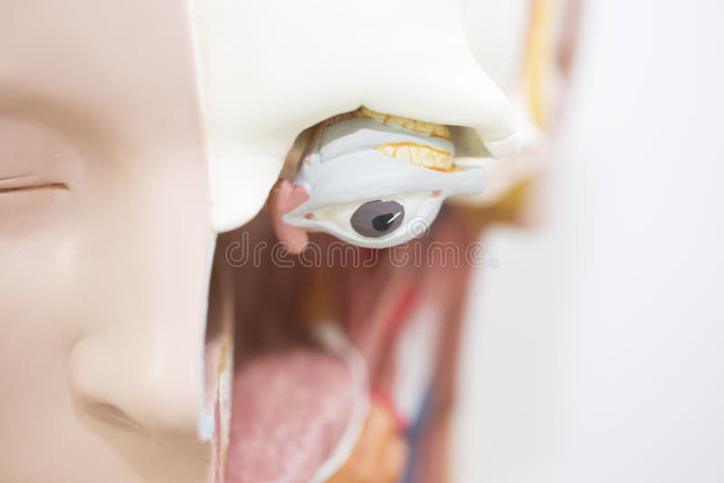 Human Anatomy of Face Model Stock Image - Image of ophthalmic, eyeball ...