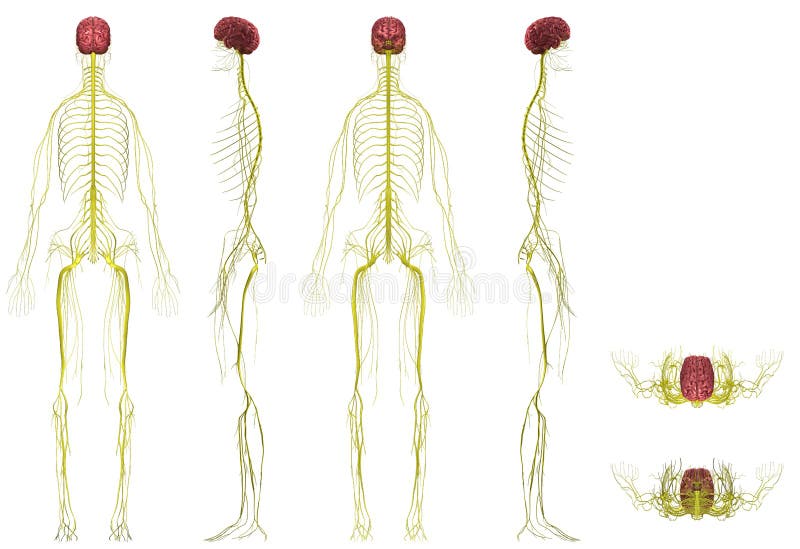Human Anatomy Female Skeleton Multiple Angles Stock Image ...