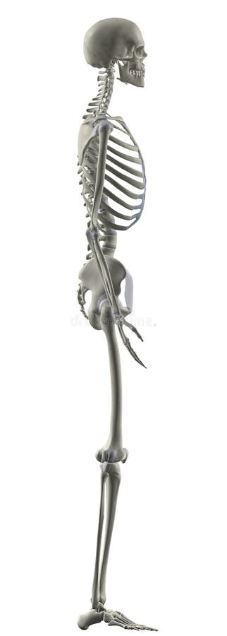 Human Anatomy Female Skeleton Multiple Angles Stock Image ...