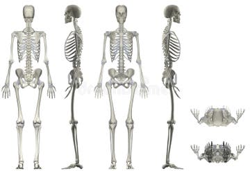 Female Skeleton Angles Stock Illustrations – 3 Female Skeleton Angles ...