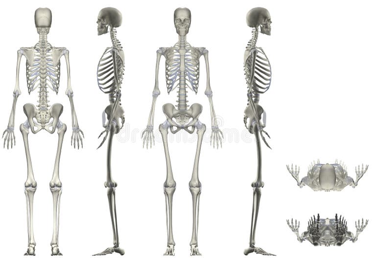 Human Anatomy Female Skeleton Multiple Angles Stock Image ...