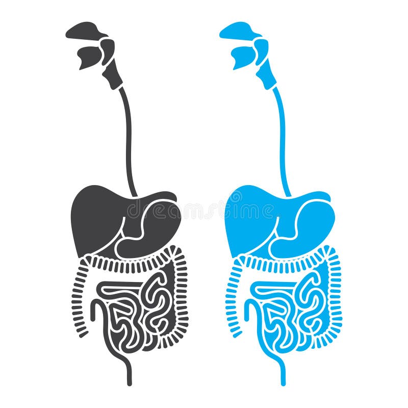 Human Alimentary Canal or Digestive System Line Art Icon for Apps and ...