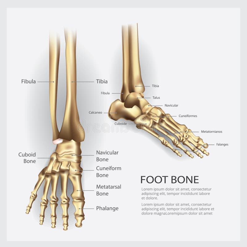 43+ Anatomy foot Free Stock Photos - StockFreeImages
