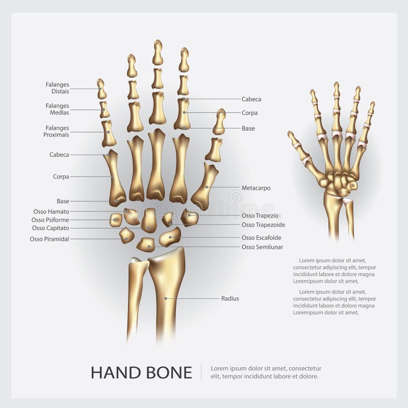 Hand Bone Anatomy with Detail Stock Vector - Illustration of movement ...