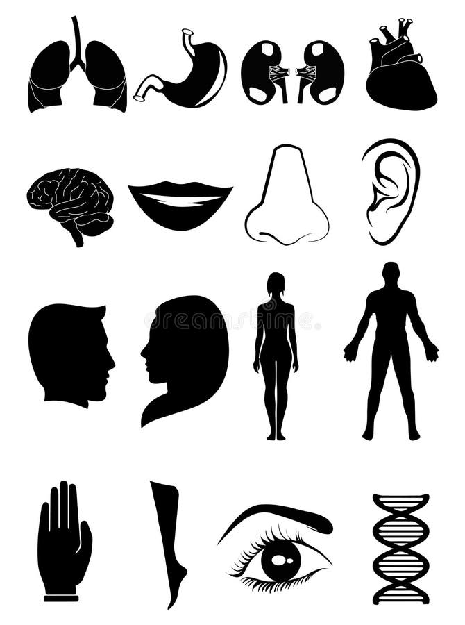 Human Anatomy Body Parts Detailed Icons Set. Stock Vector ...