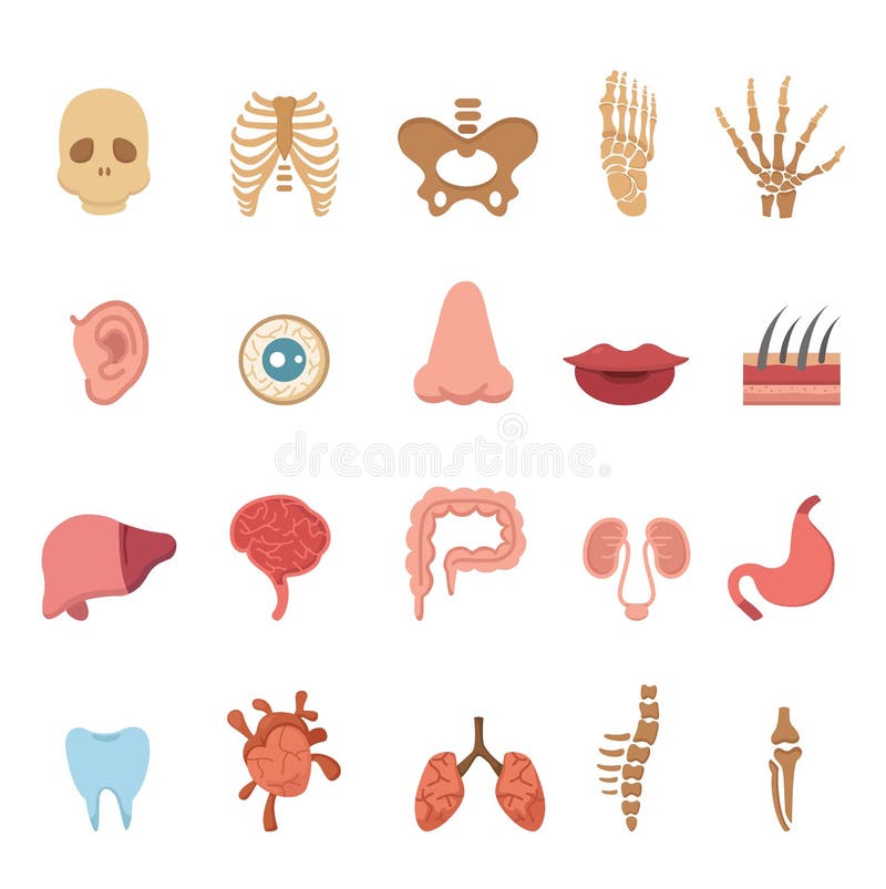 Human anatomy icons stock vector. Illustration of anatomical - 42520700