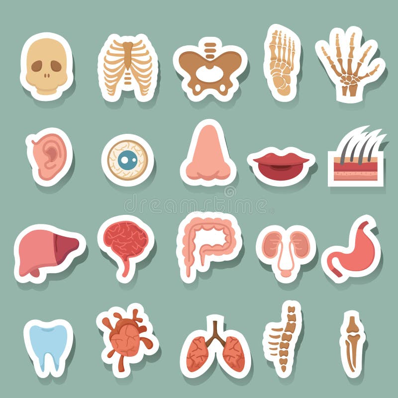 Internal organs icon set stock vector. Illustration of bone - 48583629
