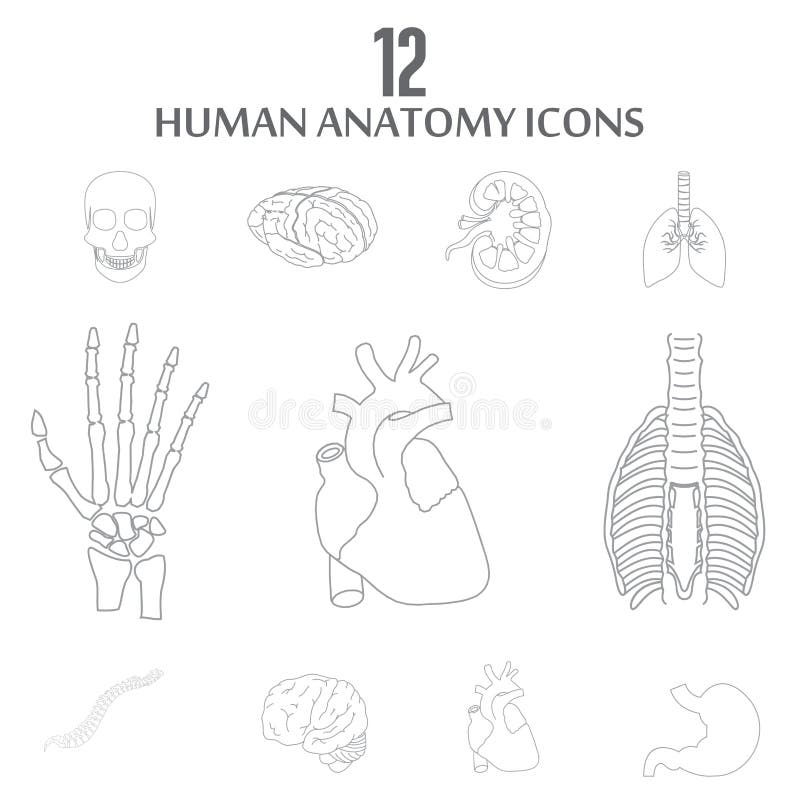 Human Anatomy Icons Set Vector Stock Vector - Illustration of icons ...