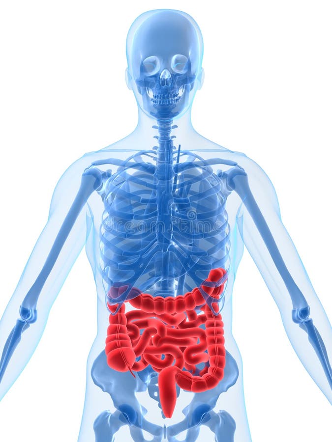 Human Anatomy with Intestines Stock Illustration - Illustration of ...
