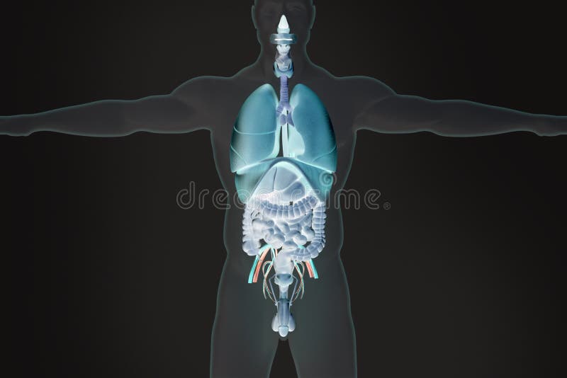 Human Anatomy Intestines in Xray-like View. Stock Illustration ...