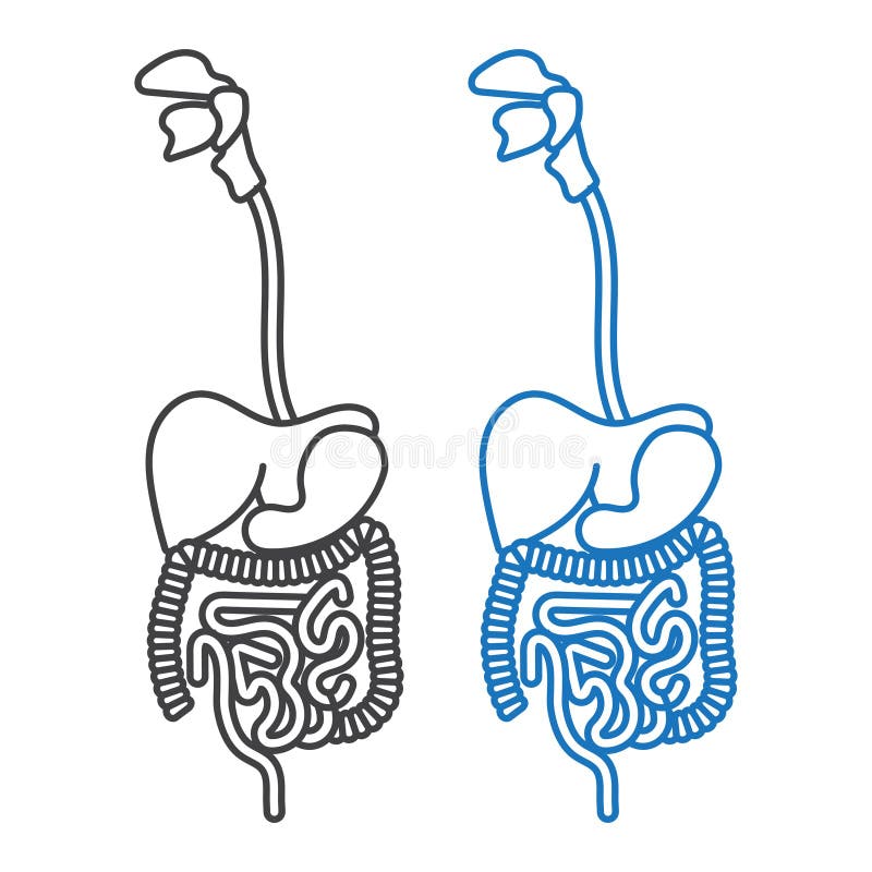 Human Alimentary Canal or Digestive System Line Art Icon for Apps and ...