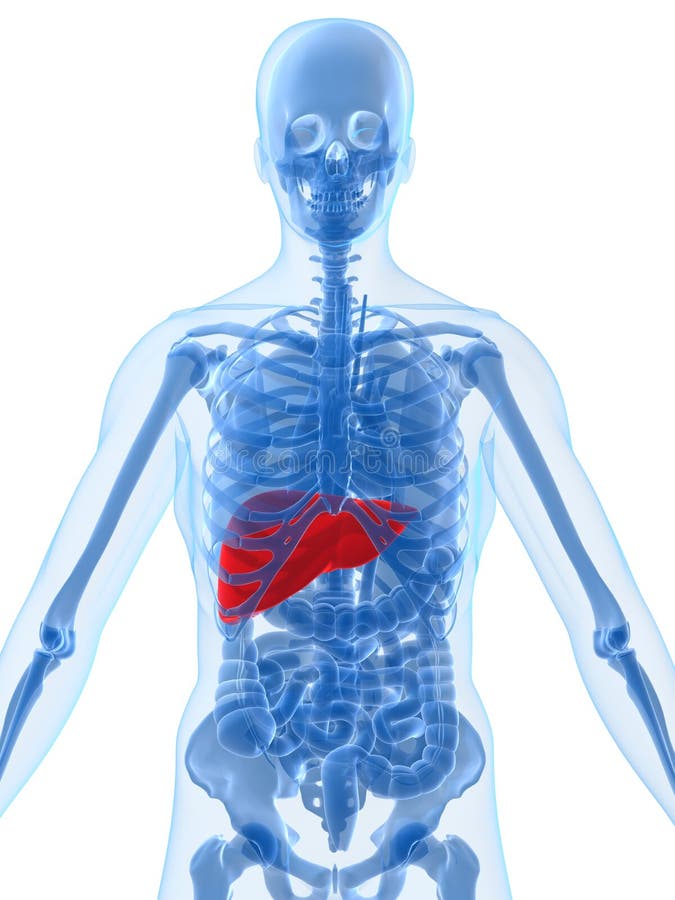 Human anatomy with liver stock illustration. Illustration of ...