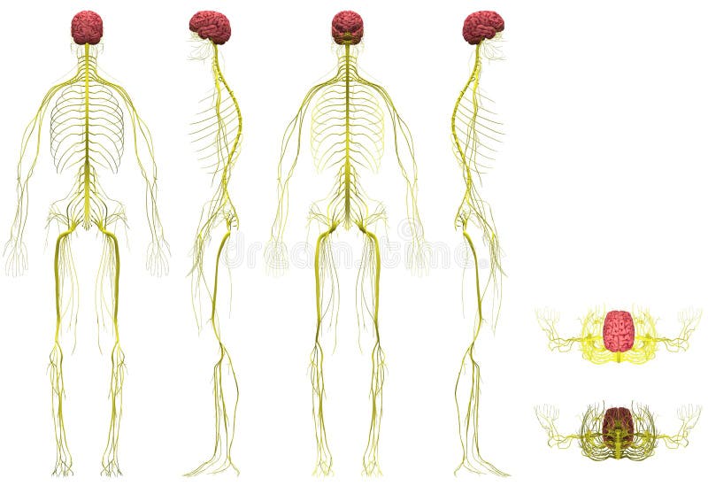 Human Anatomy Female Skeleton Multiple Angles Stock Image ...
