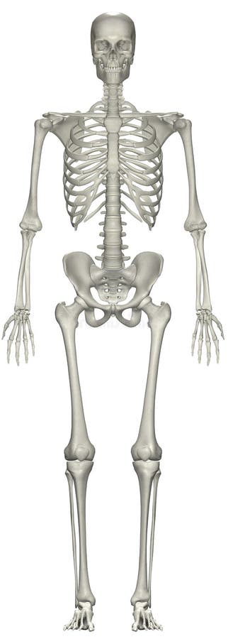 The male skeletal anatomy stock illustration. Illustration of rendered ...