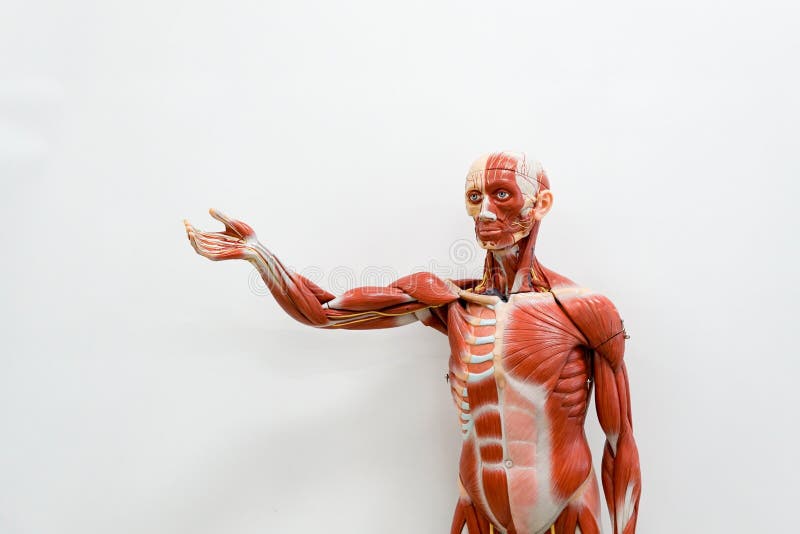 Human anatomy model stock image. Image of education - 104711977
