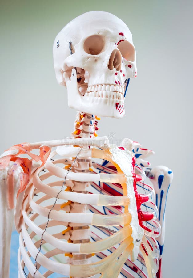 Human Anatomy Model. Medical Office. Medical Background. Stock Image ...