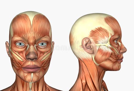 Human Anatomy - Muscles of the Face Stock Illustration - Illustration ...
