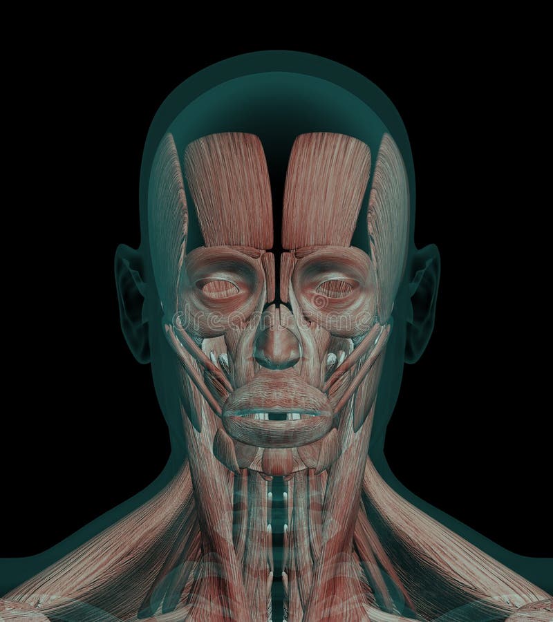 Human Anatomy Muscles of a Head Stock Illustration - Illustration of ...
