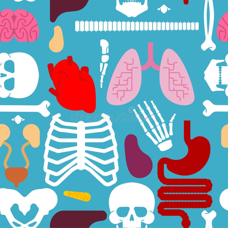 Human Anatomy Pattern Seamless. Skeleton and Internal Organs Background ...