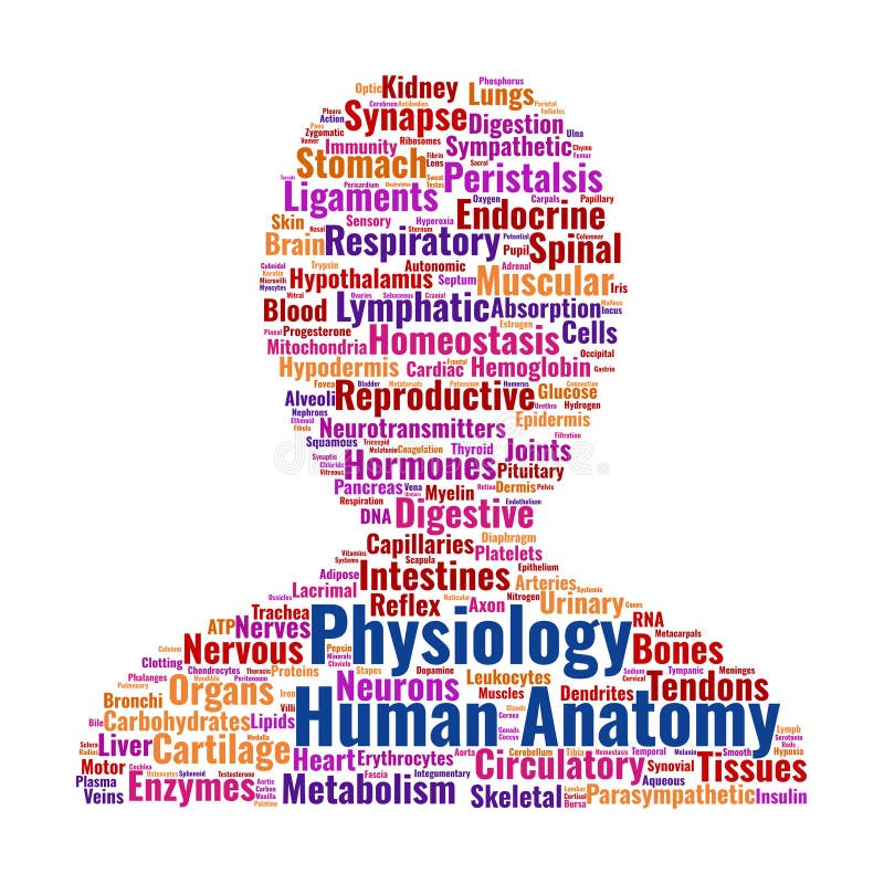 Human Anatomy and Physiology Word Cloud. Key Concepts in Body Structure ...