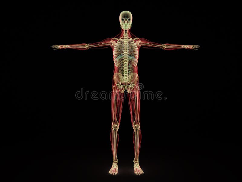 Human Anatomy X Ray 3d Render on Black Stock Illustration ...