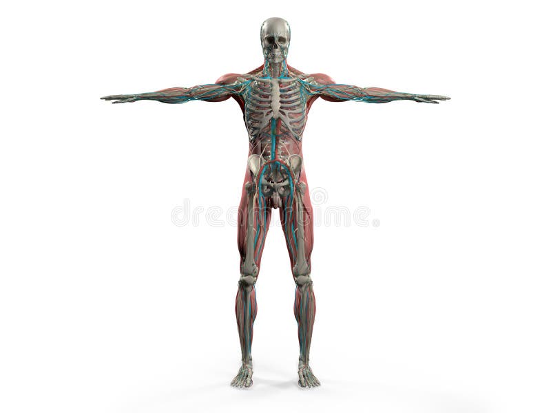 Human Anatomy Showing Front Full Body, Head, Shoulders and Torso Stock ...
