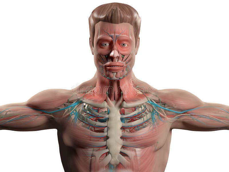 Human Anatomy Showing Head, Shoulders and Torso. Stock Illustration ...