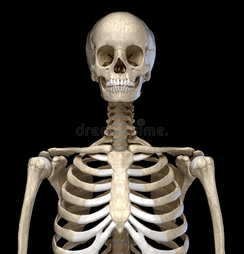 Torso Anatomy Human Torso Skeletal Anatomy Pack Vecto