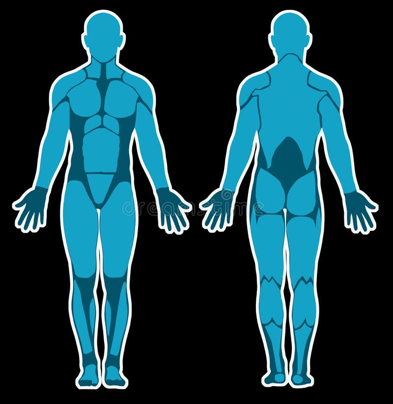 Human body anatomy stock vector. Illustration of anatomically - 24523938